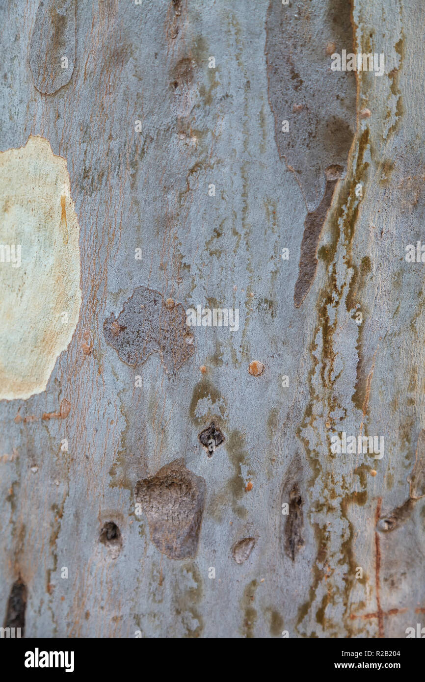 Sycamore wood texture hi-res stock photography and images - Alamy