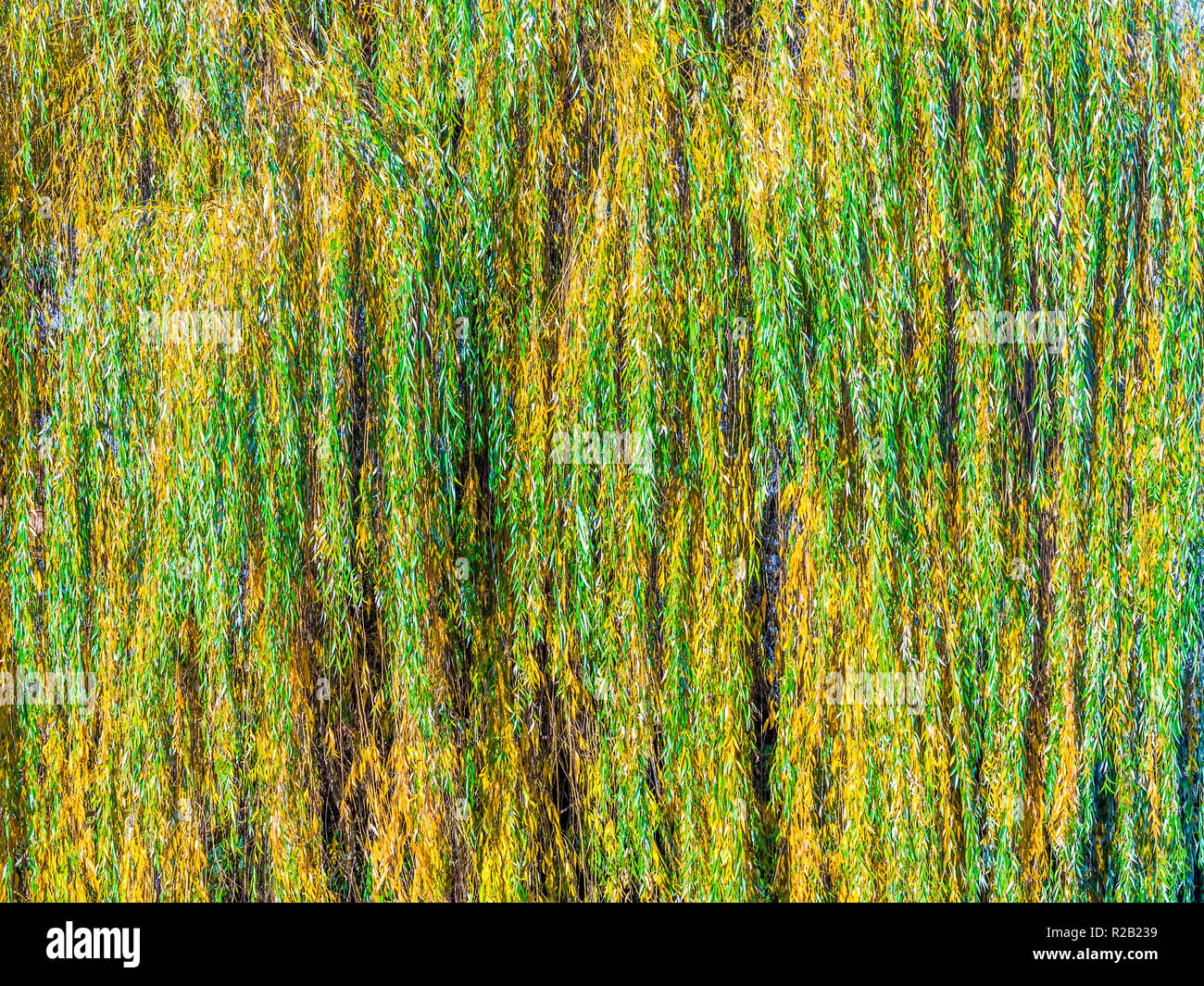 Autumn leaf colour on Willow tree, France Stock Photo - Alamy