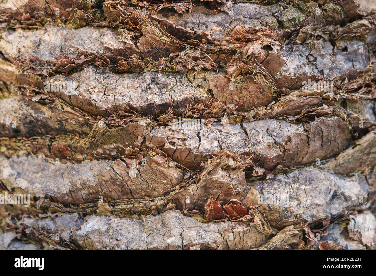 The texture of the outer part of the trunk of a palm tree Stock Photo ...