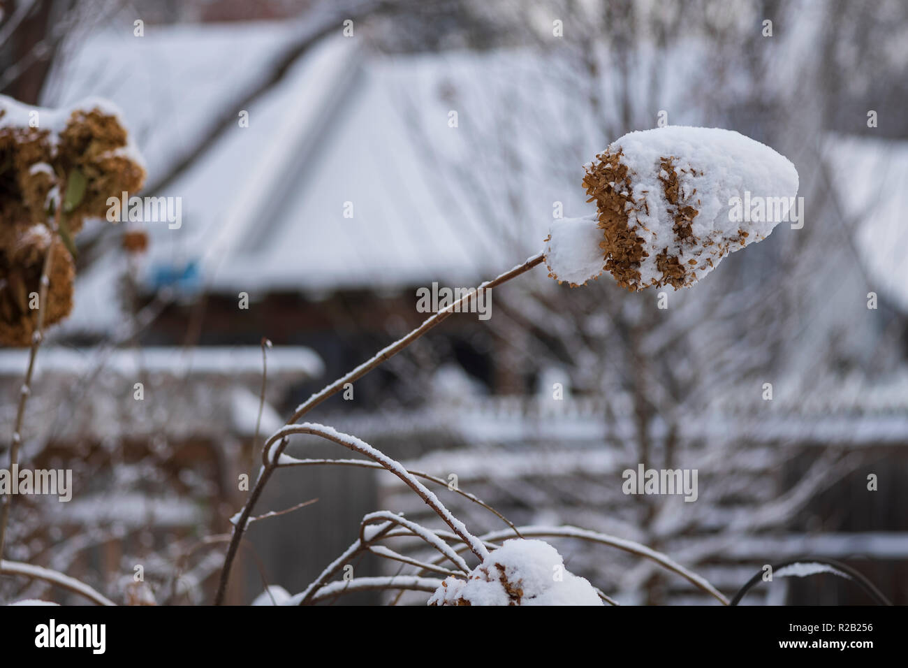 Hydrangea flowers in winter in the snow hi-res stock photography and ...