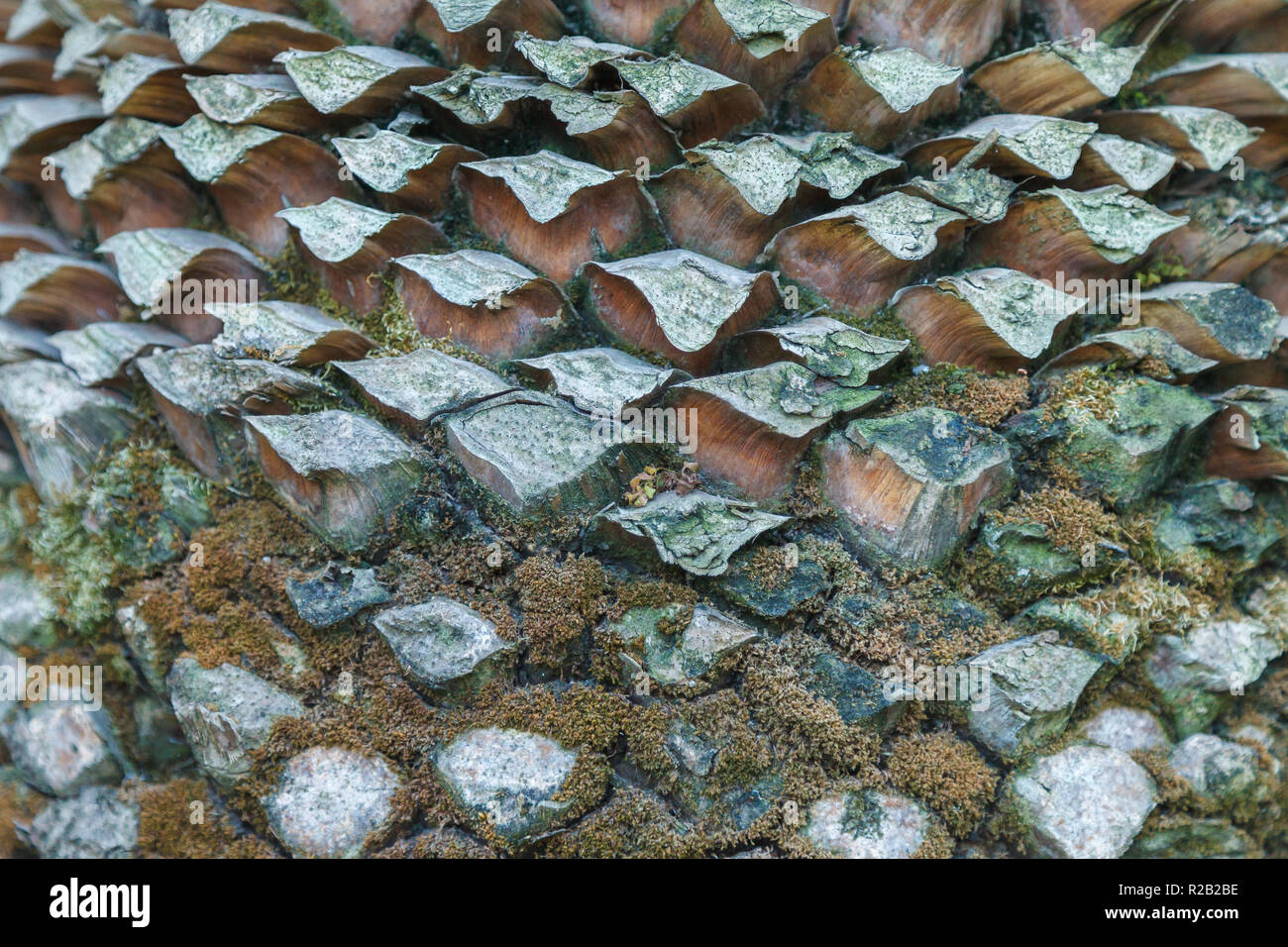 Outer surface of a tree hi-res stock photography and images - Alamy