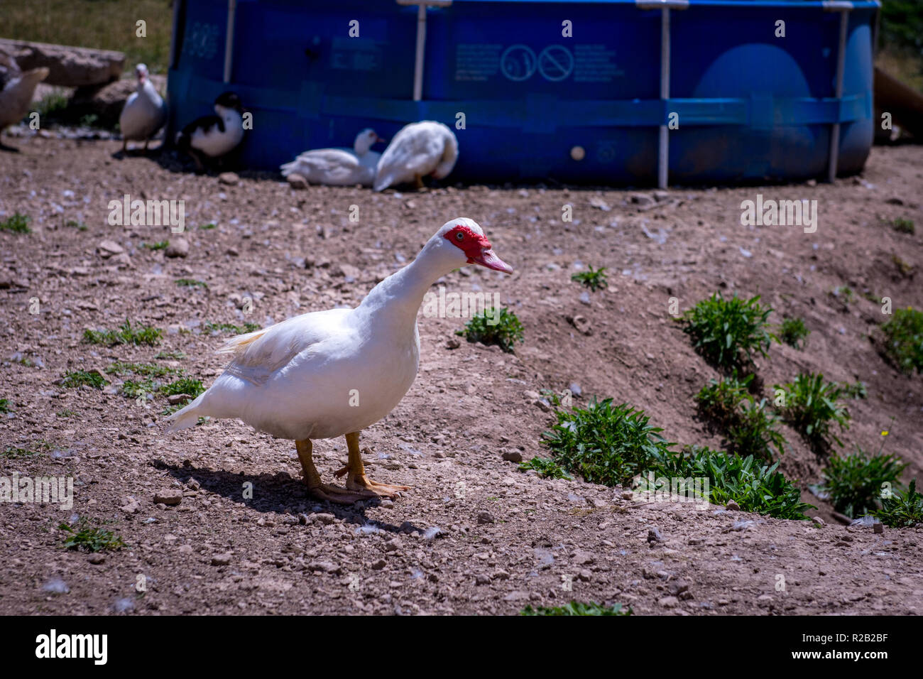 Geese farming europe hi-res stock photography and images - Alamy