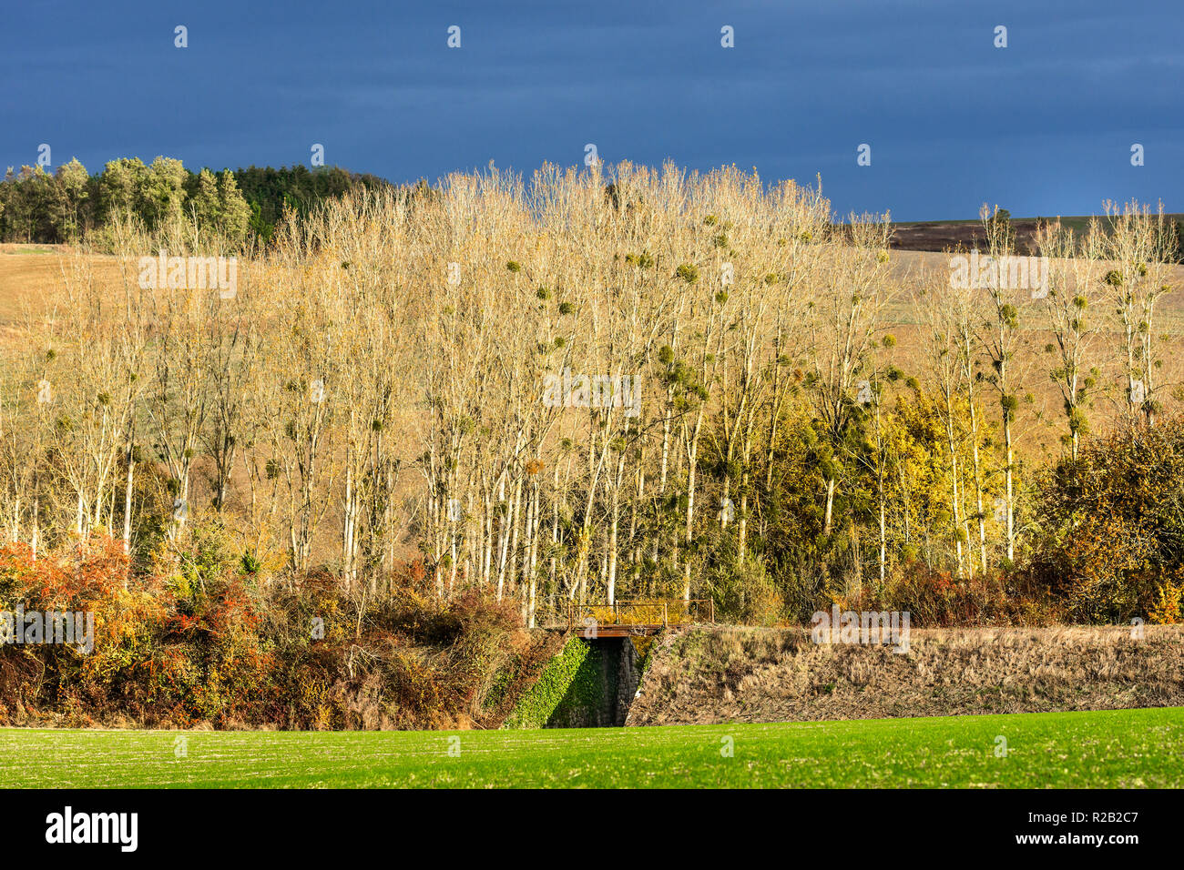 Poplar Trees Leaves High Resolution Stock Photography and Images - Alamy