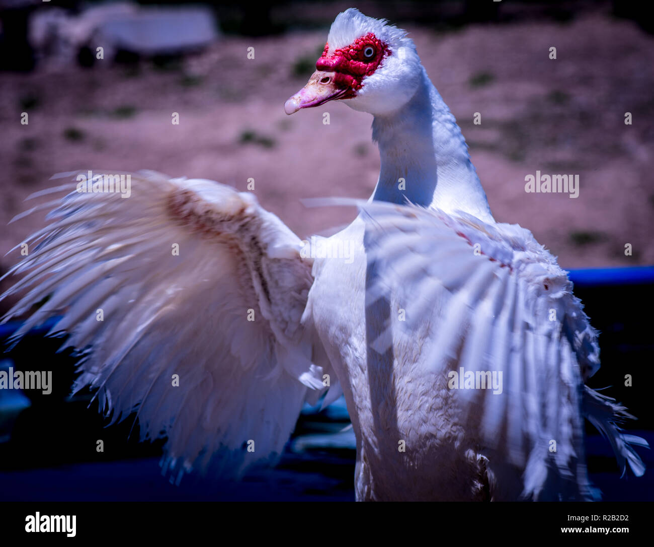 A duck flapping its wings after being in the water Stock Photo - Alamy