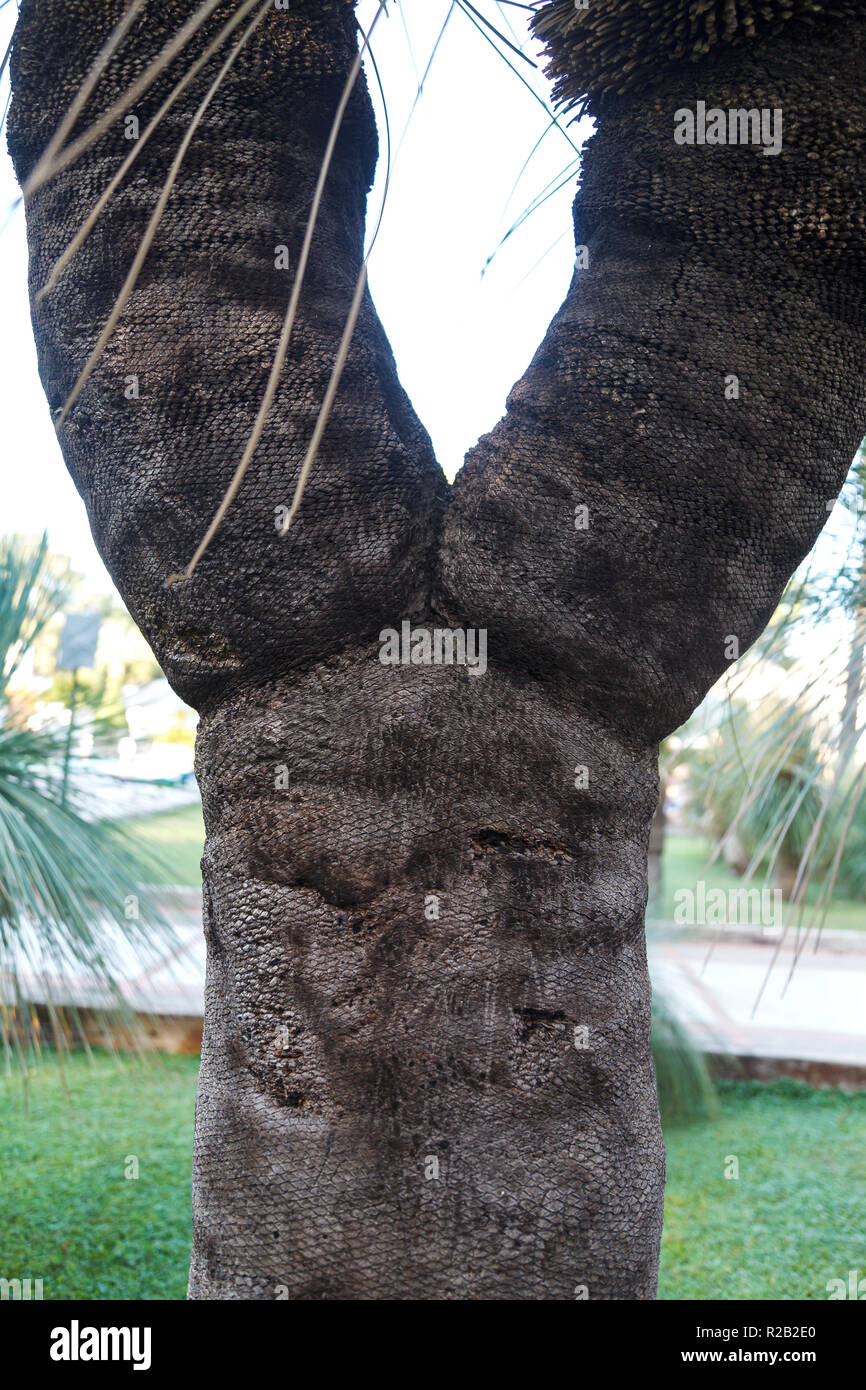 Outer surface of a tree hi-res stock photography and images - Alamy