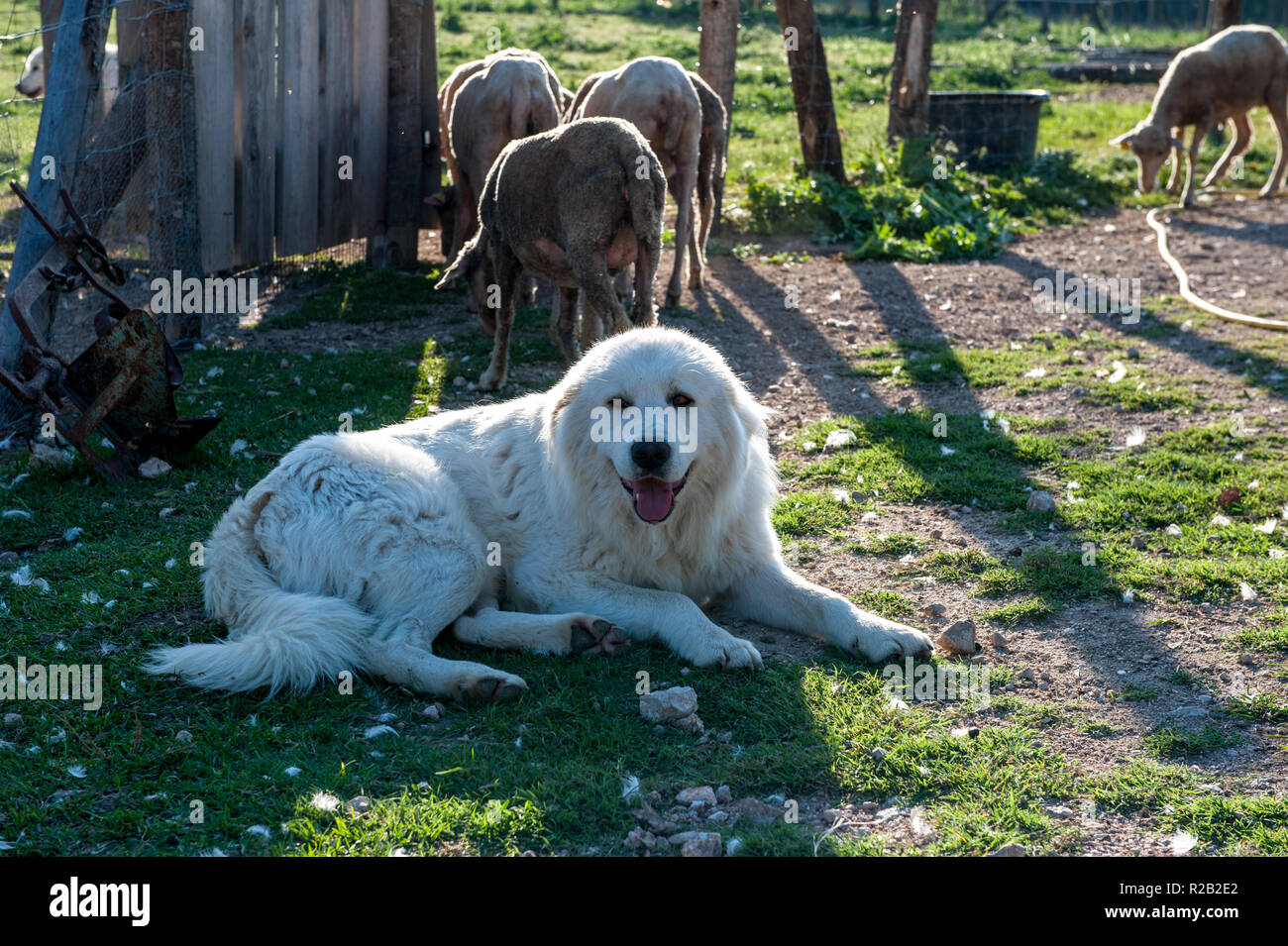 Italian Sheep Dog Stock Photos & Italian Sheep Dog Stock Images - Alamy