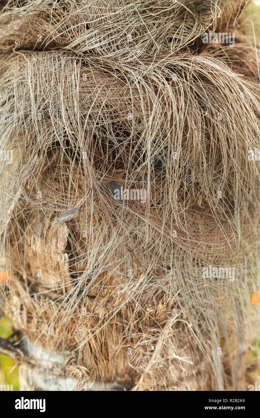 The texture of the outer part of the trunk of a palm tree Stock Photo ...