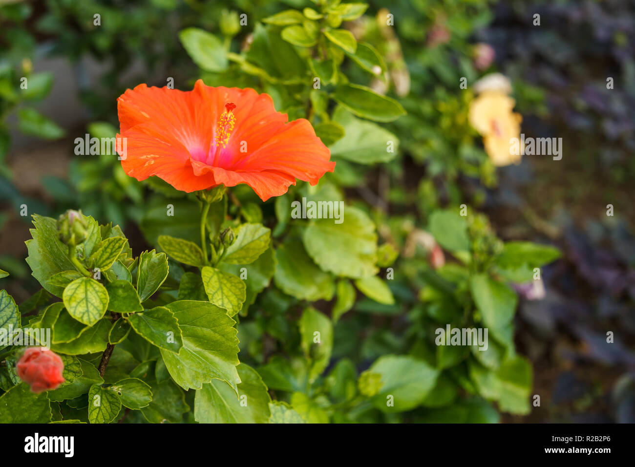 Beautiful Yellow Red Hawaiian Hibiscus High Resolution Stock ...