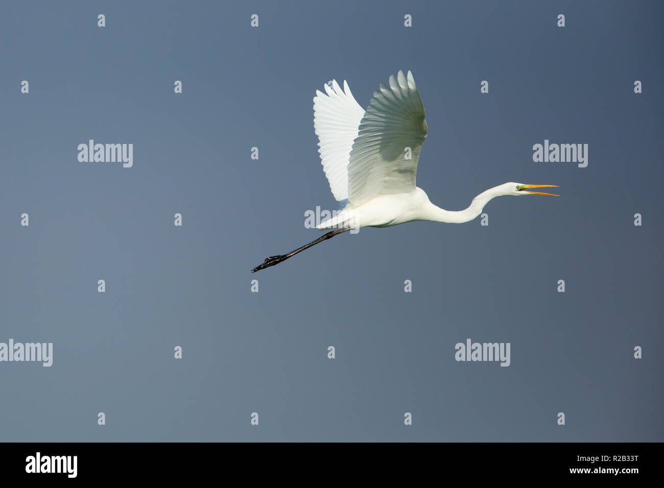 Great White Egret in flight Stock Photo - Alamy
