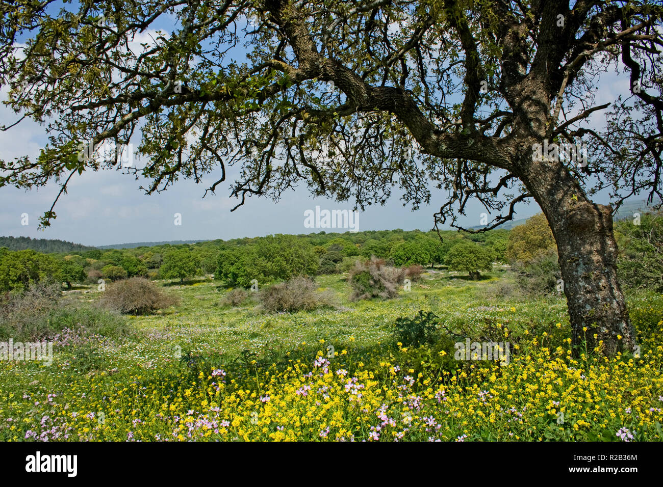 An oak tree in Carmel Israel Stock Photo - Alamy