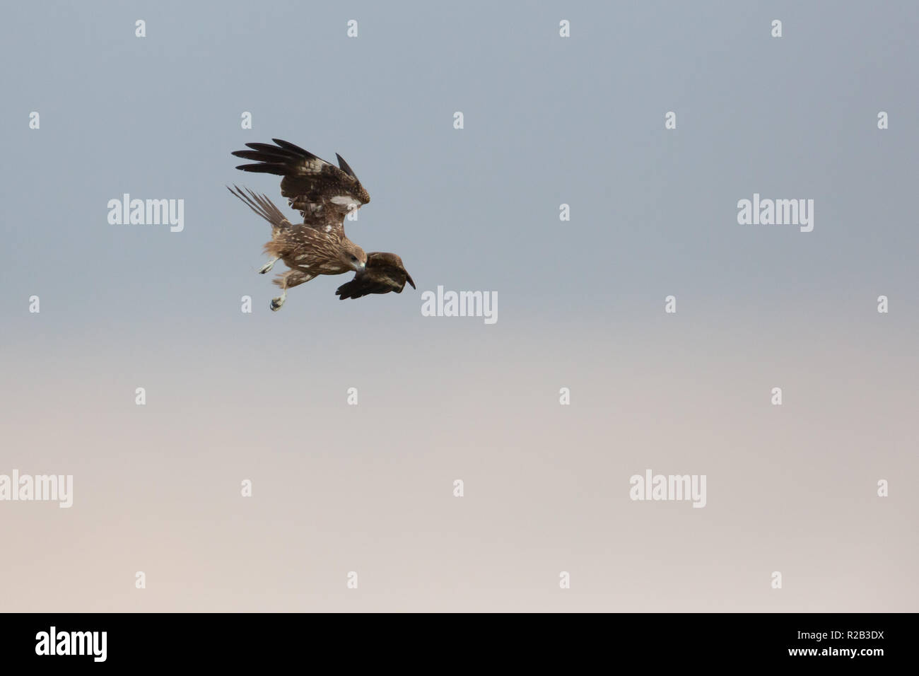 Flying kite middle east hi-res stock photography and images - Alamy