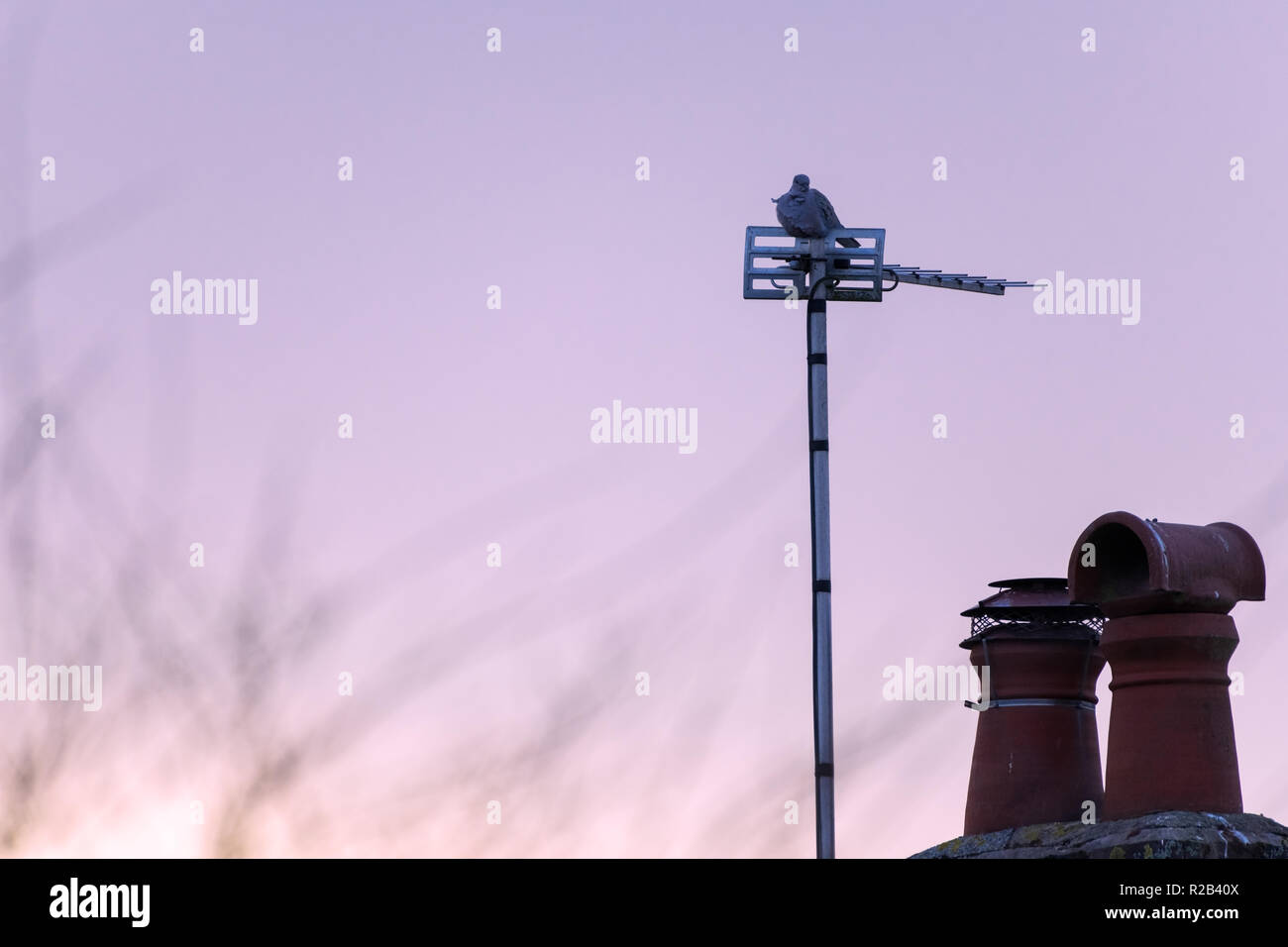 Bird seat on the tv ariel Stock Photo - Alamy