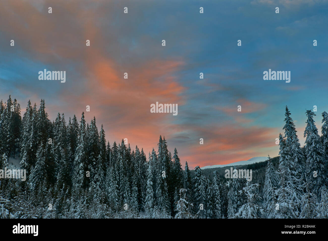 Winter landscape with fir forest, snow and blue sky Stock Photo - Alamy
