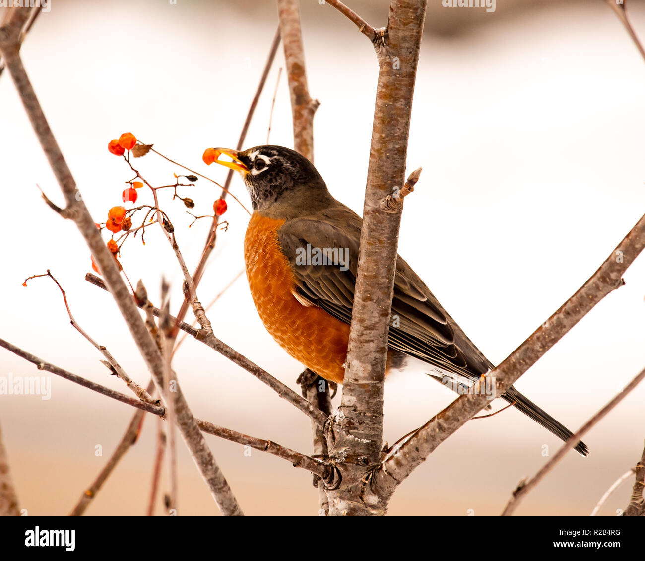 Sorbus americana red berries mountain hi-res stock photography and ...