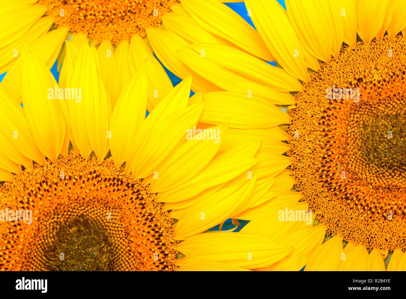 beautiful bright background of sunny sunflowers Stock Photo - Alamy