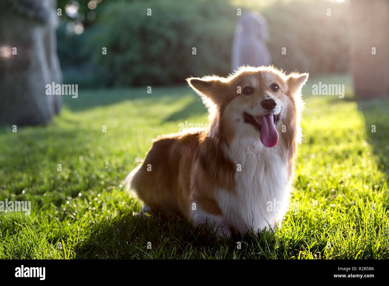 Corgi fluffy sits on hi-res stock photography and images - Alamy