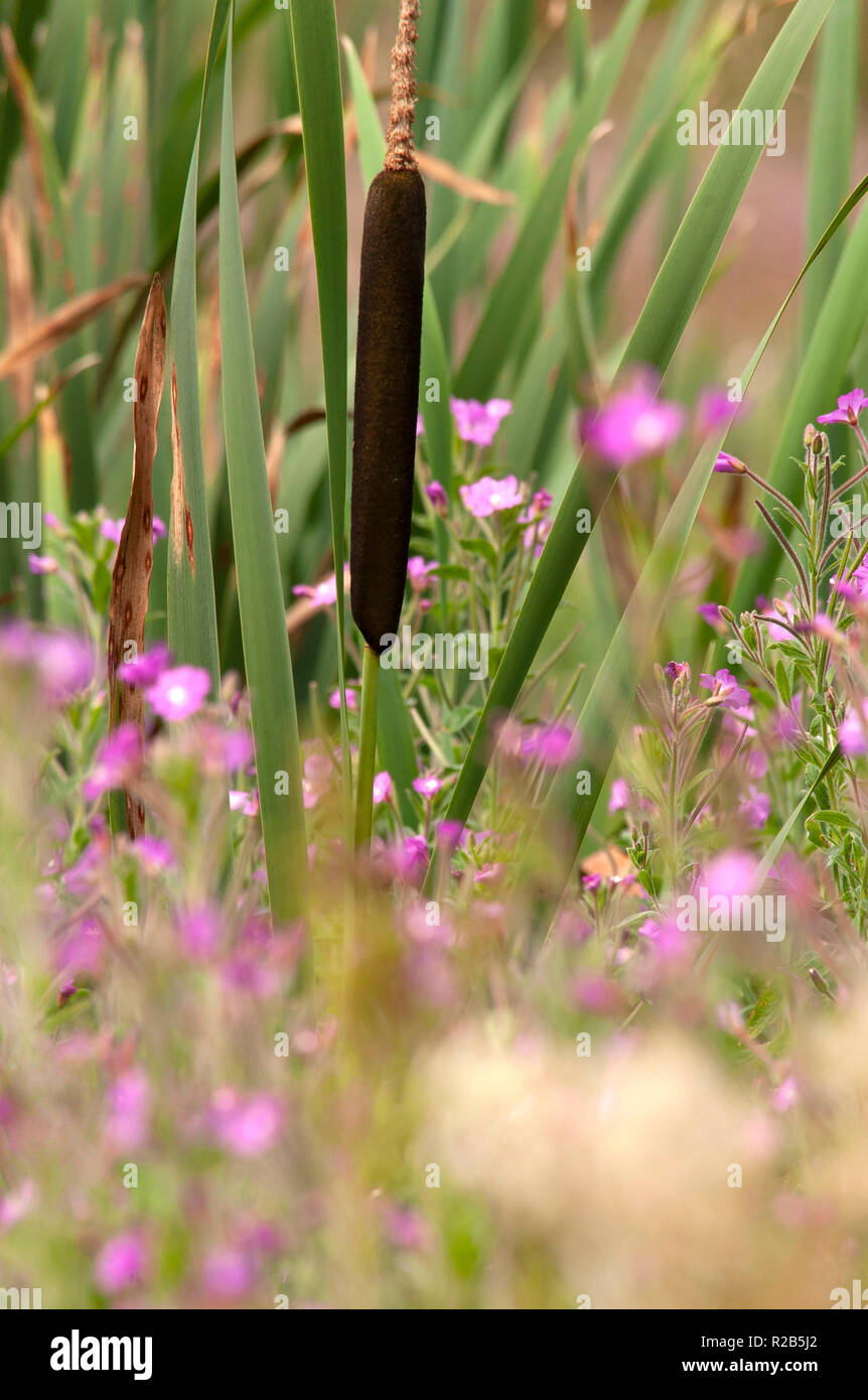Bullrushes on wetland at Ferryhill Carrs Nature Reserve, County Durham ...