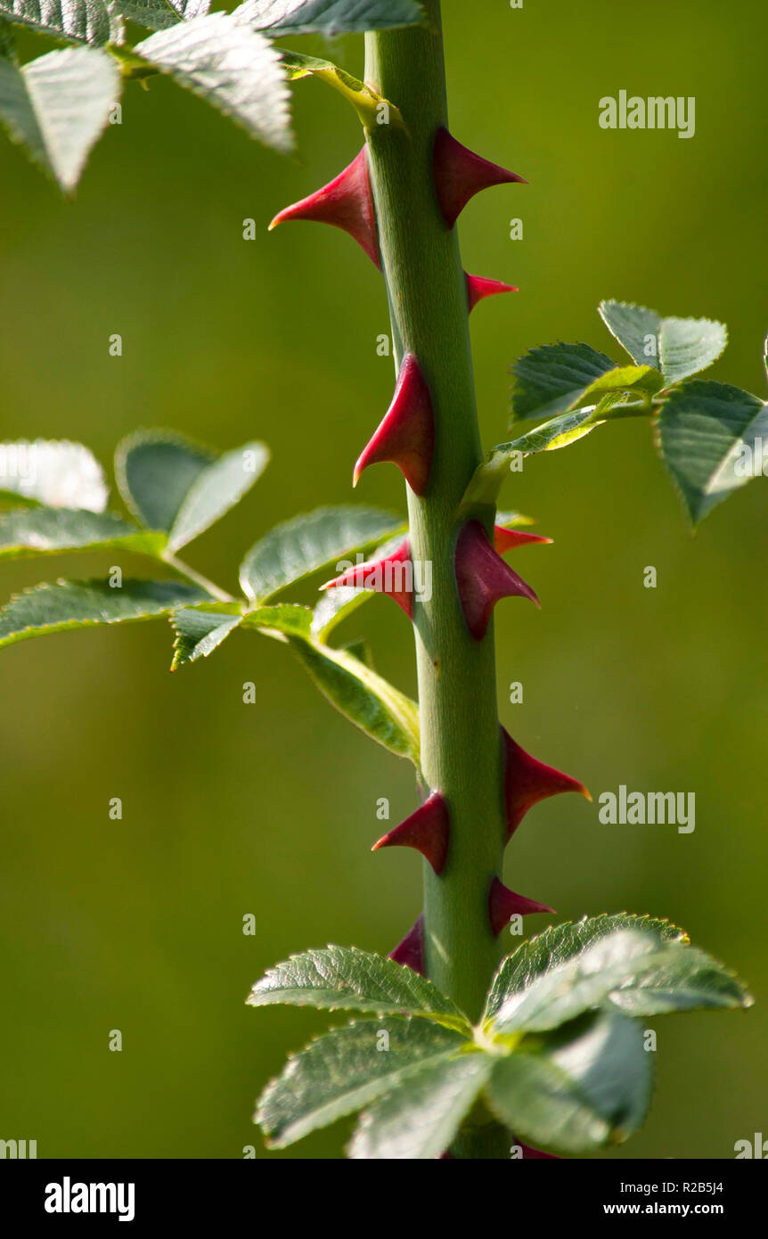 Stem of a rose hi-res stock photography and images - Alamy