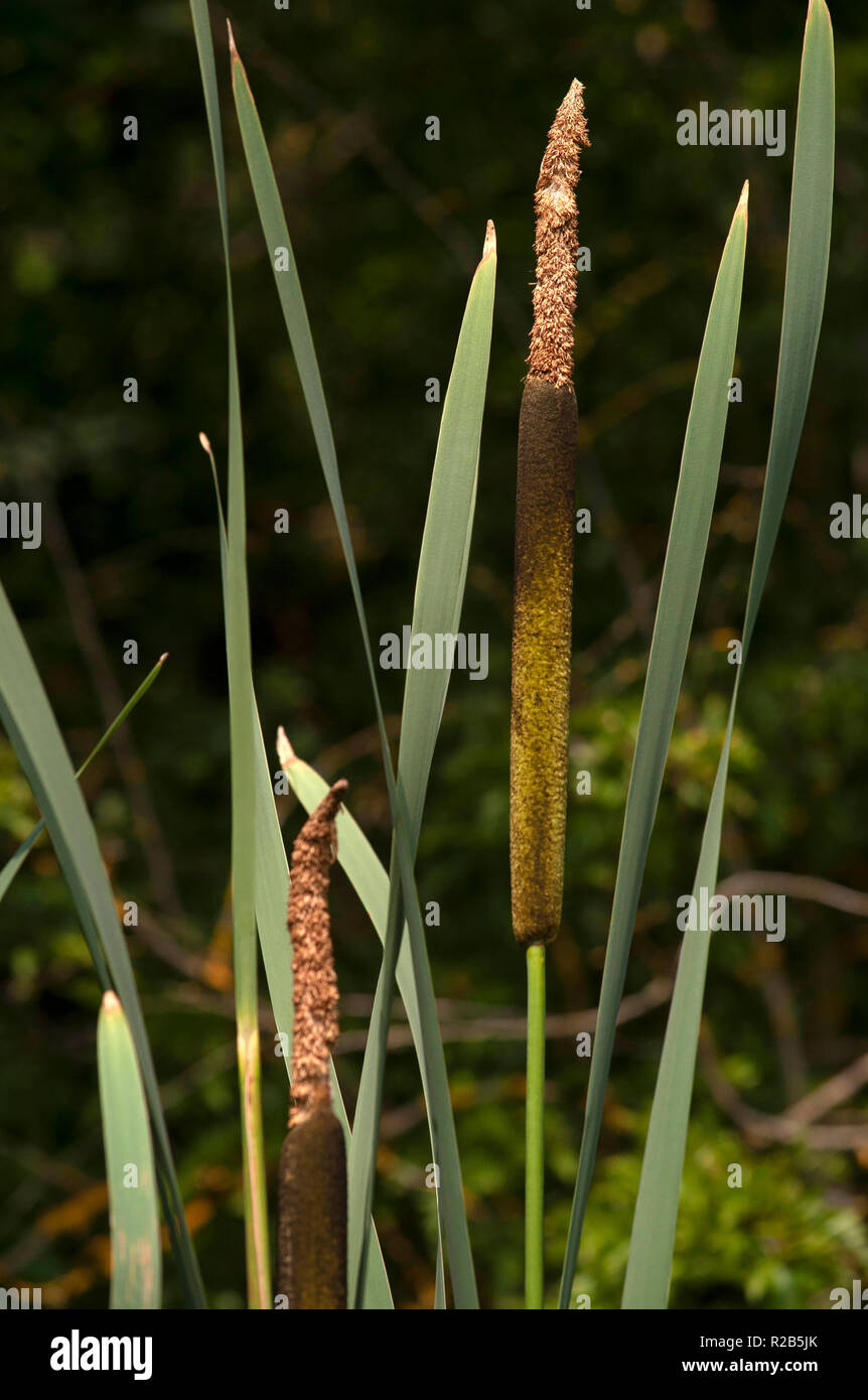 Bullrushes on wetland at Ferryhill Carrs Nature Reserve, County Durham ...