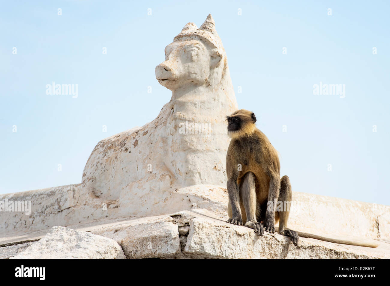A cute langur monkey standing on a dog's statue in Hampi, Karnataka ...