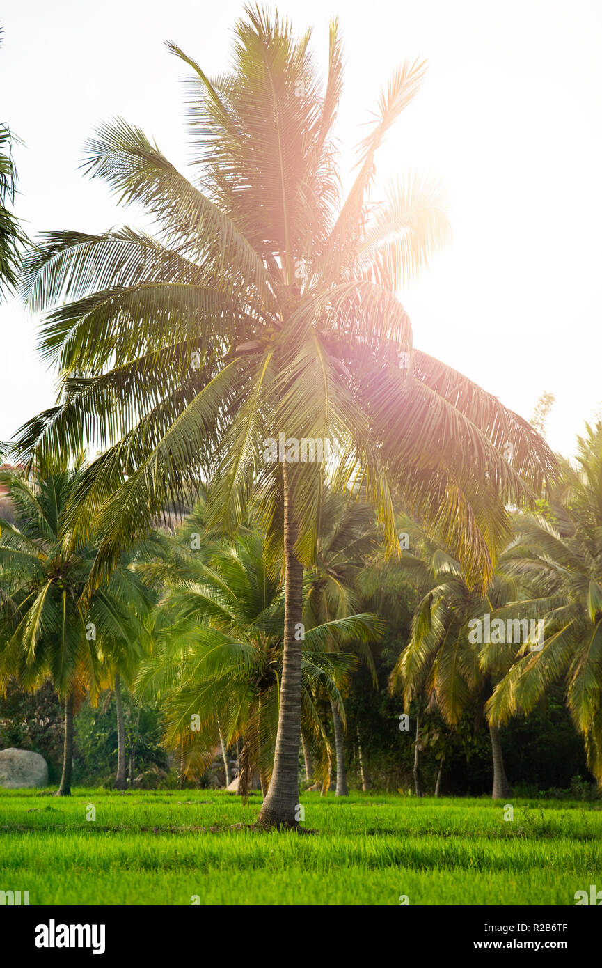 Karnataka village hi-res stock photography and images - Alamy