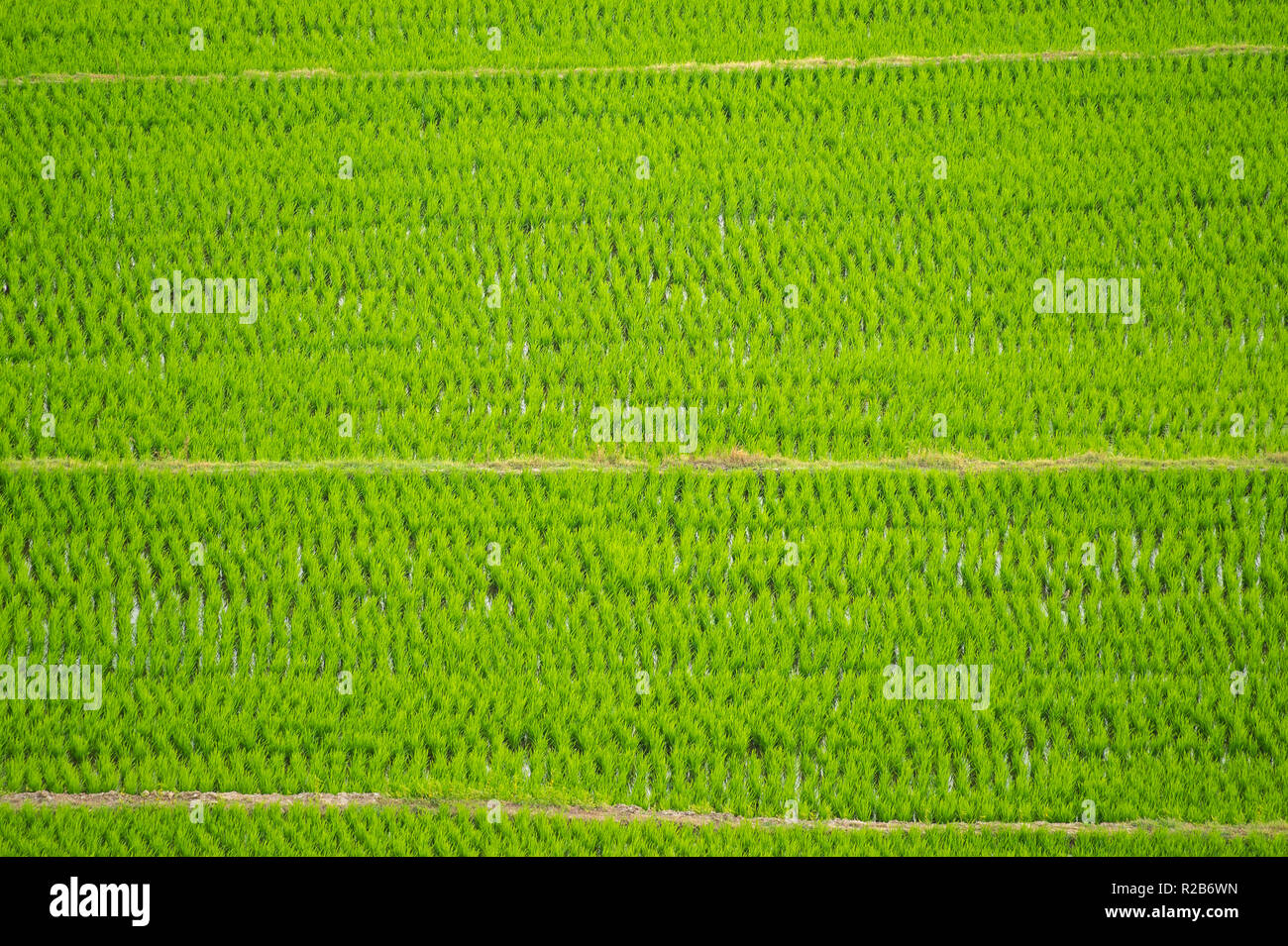 Beautiful green rice field in Hampi, Karnataka, India Stock Photo - Alamy