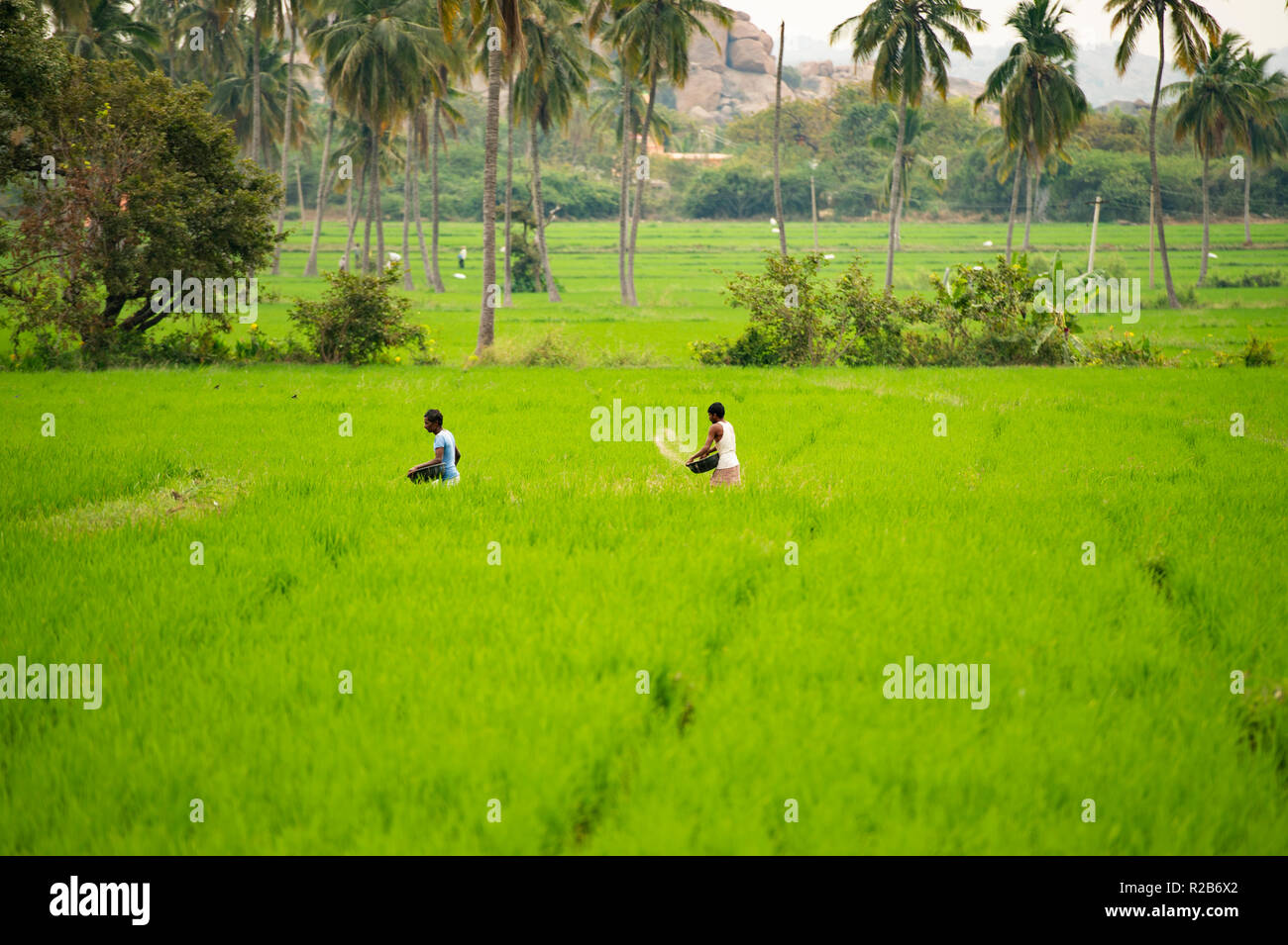 HAMPI - KARNATAKA - INDIA - 07 FEBRUARY 2018. Two men are sowing in a ...