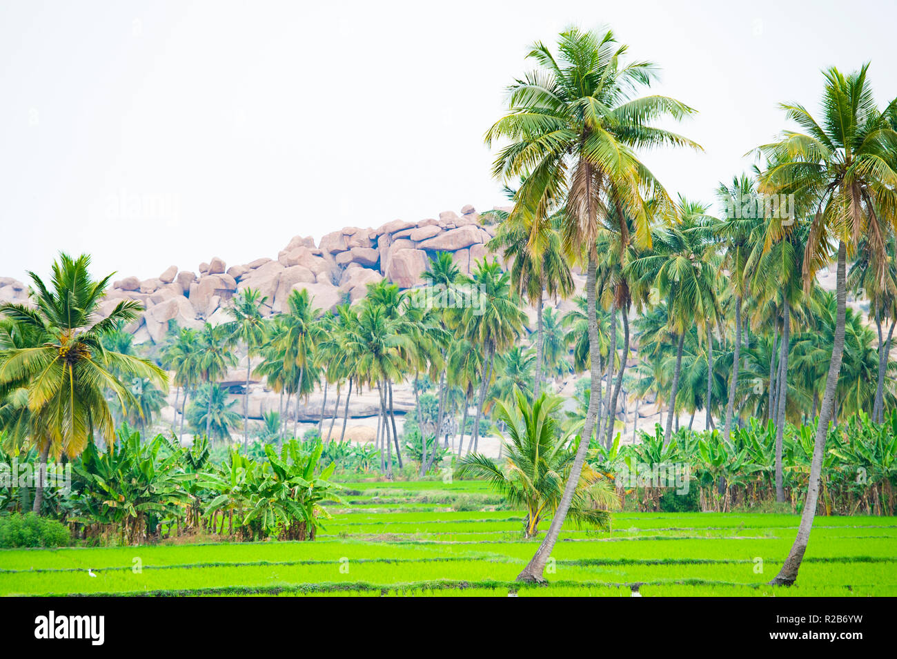Beautiful green rice fields surrounded by lush palm trees. Hampi ...