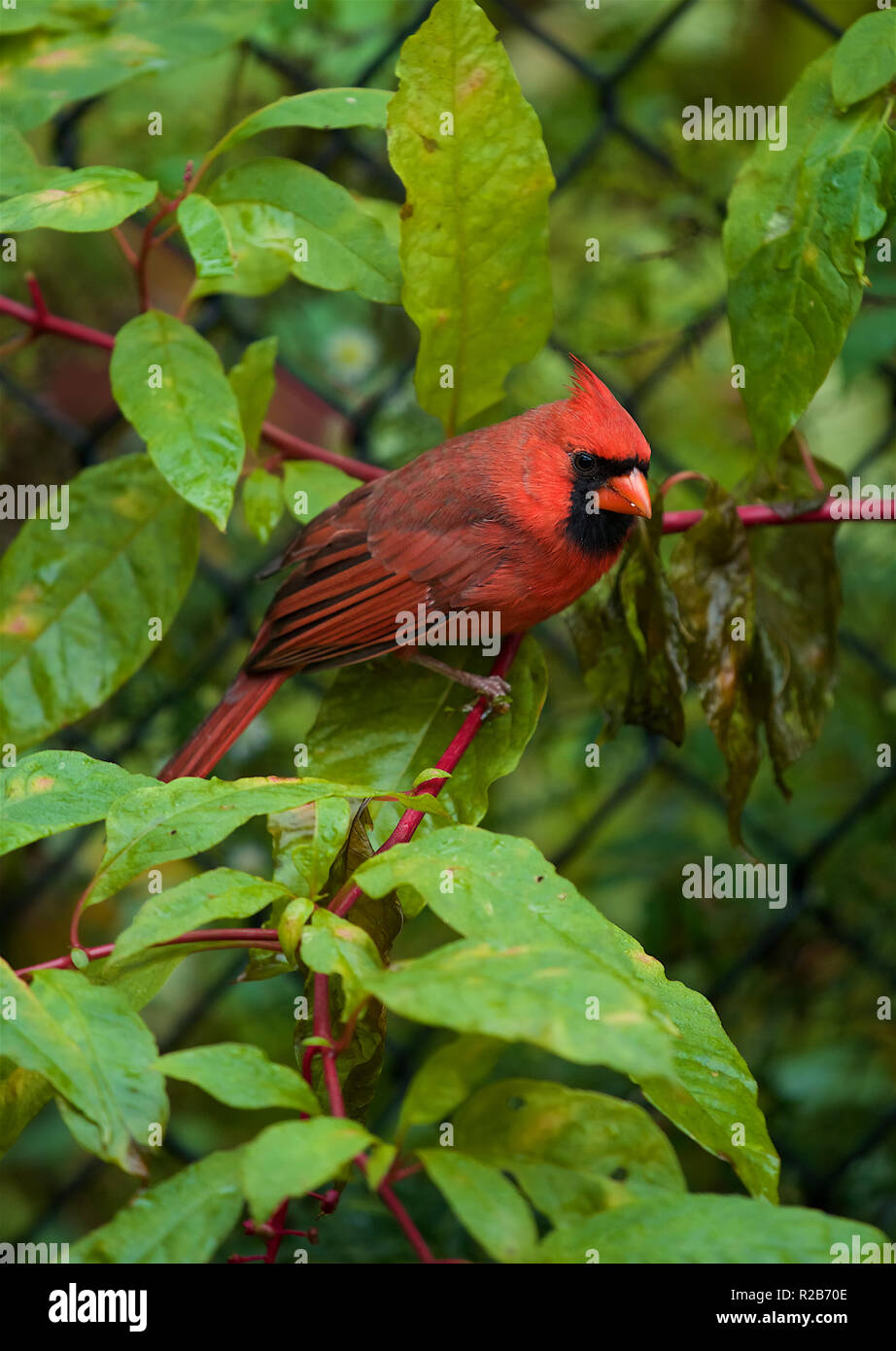 Cardinal nest hi-res stock photography and images - Alamy