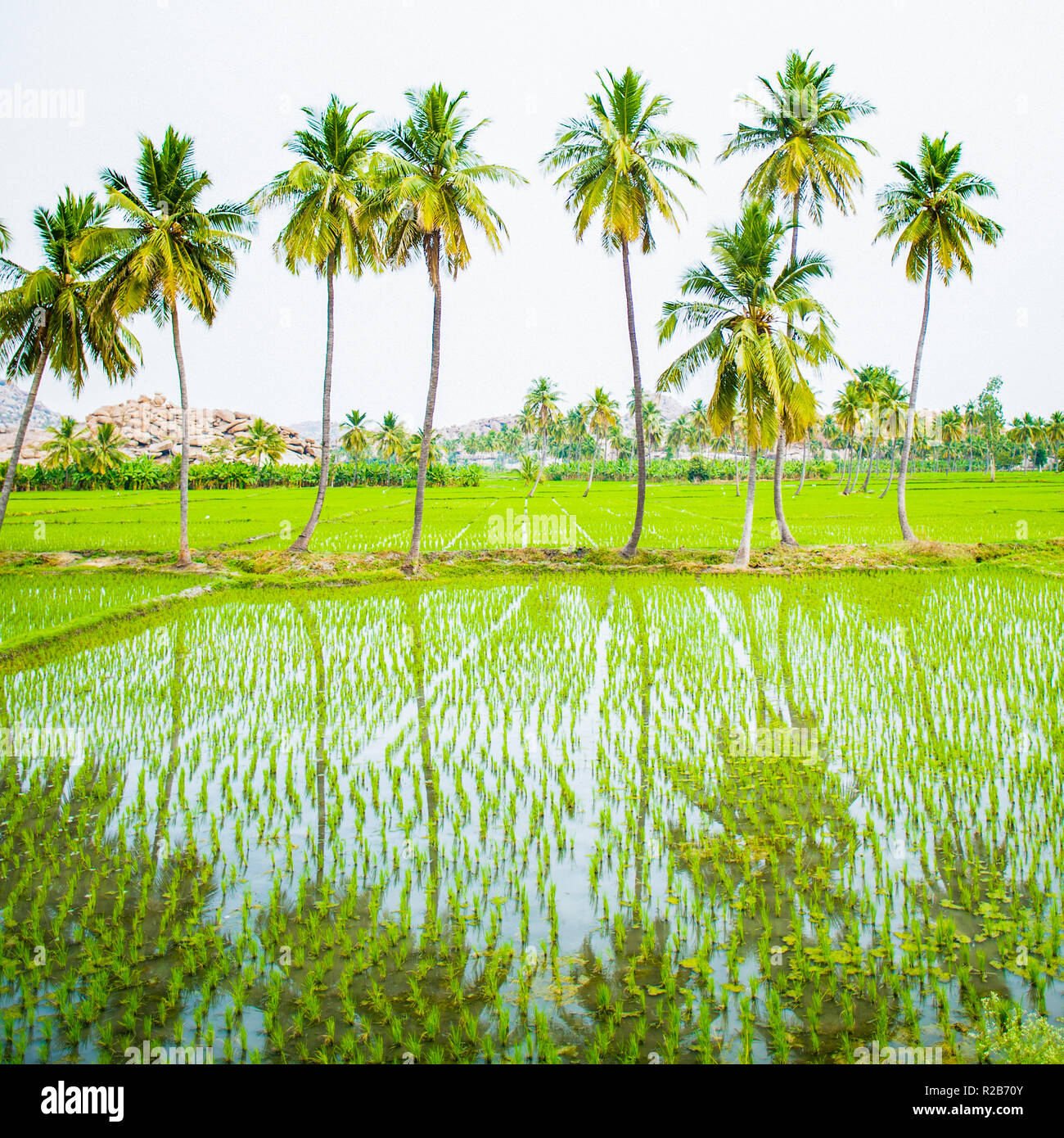 Beautiful palm trees reflected by the water in the green rice fields ...