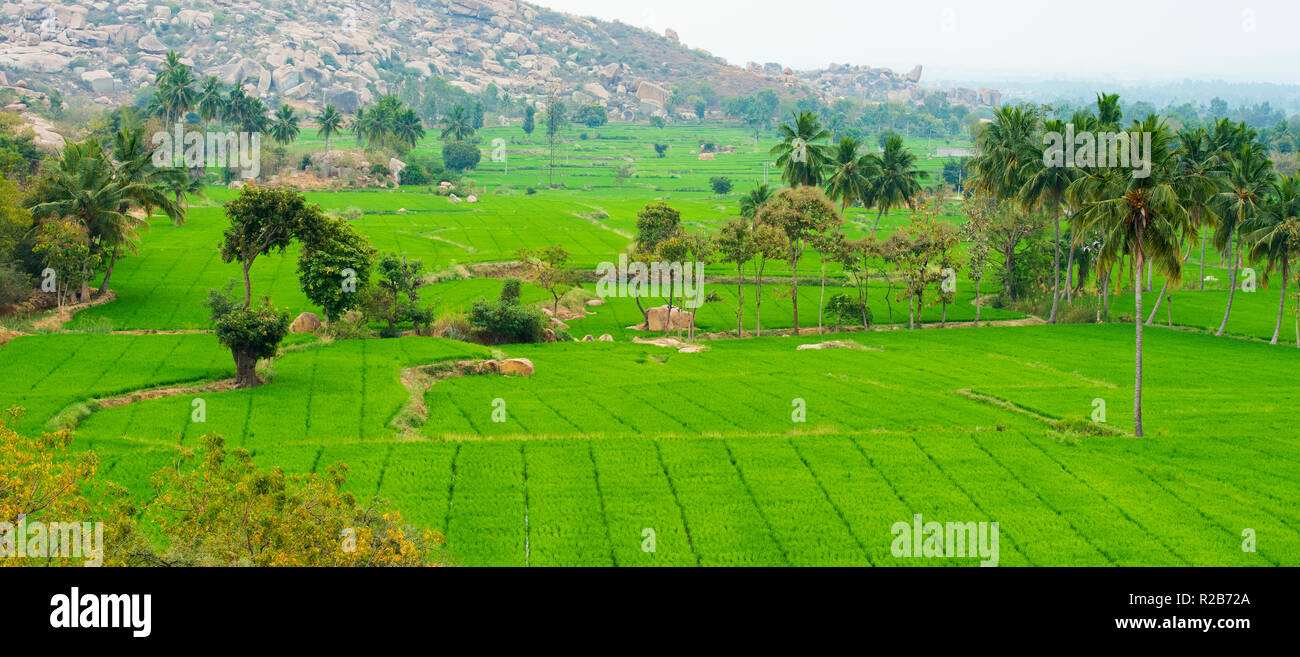 Beautiful green rice fields surrounded by lush palm trees. Hampi ...