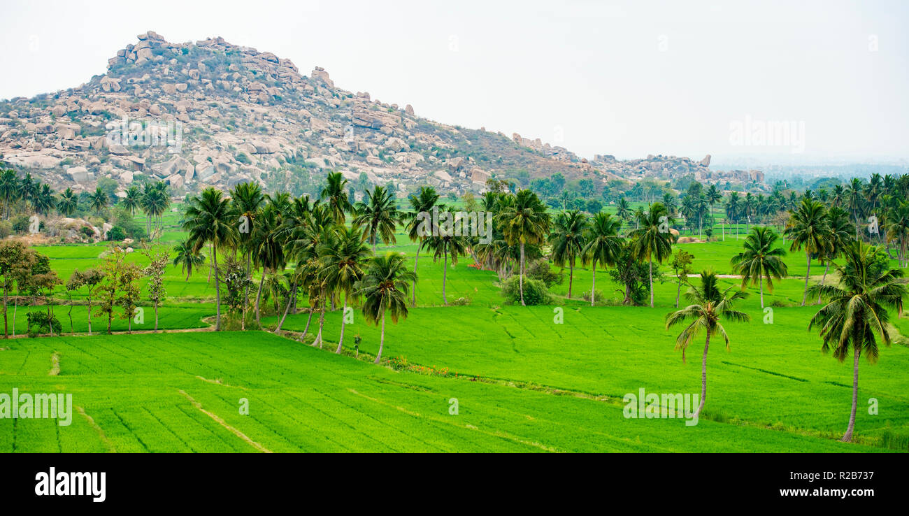 Beautiful green rice fields surrounded by lush palm trees. Hampi ...