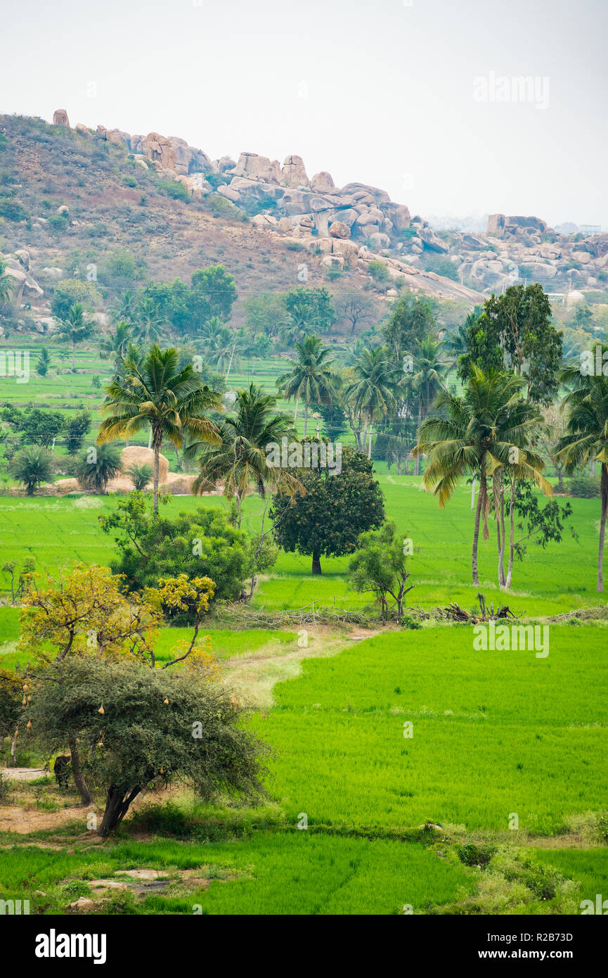Beautiful green rice fields surrounded by lush palm trees. Hampi ...