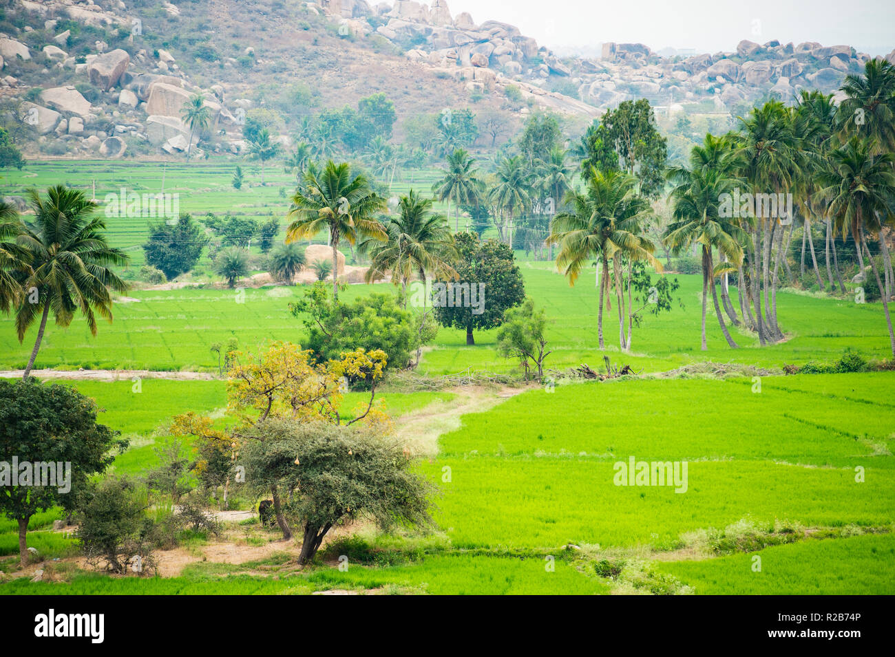 Beautiful green rice fields surrounded by lush palm trees. Hampi ...