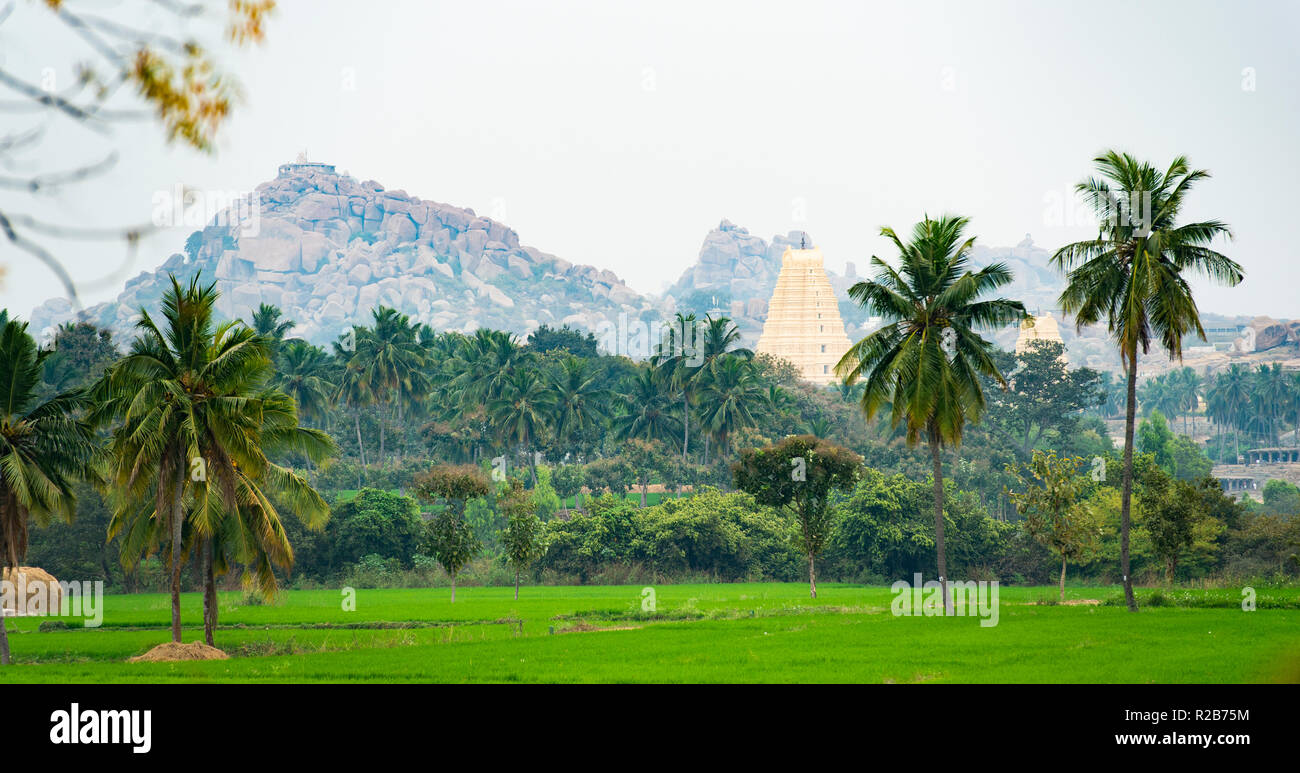 Virupaksha temple surrounded by green rice fields and beautiful palm ...