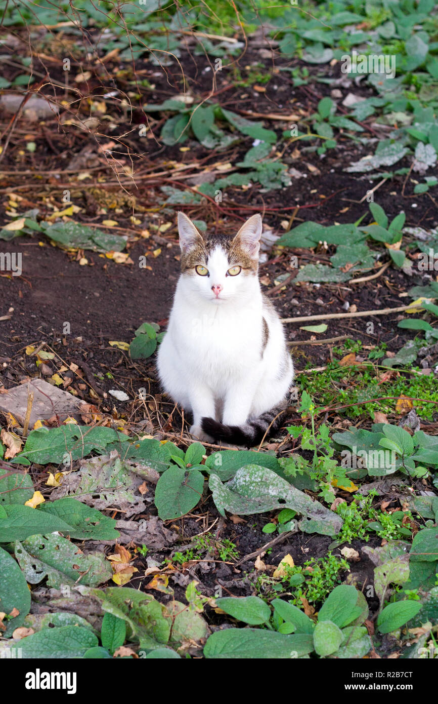 cute gray and white cat outdoor Stock Photo - Alamy