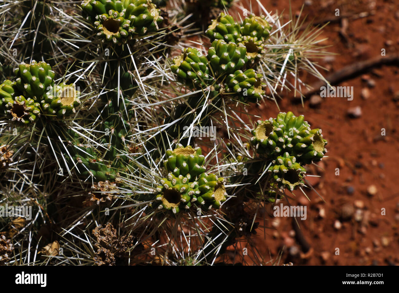 Large needles hi-res stock photography and images - Alamy