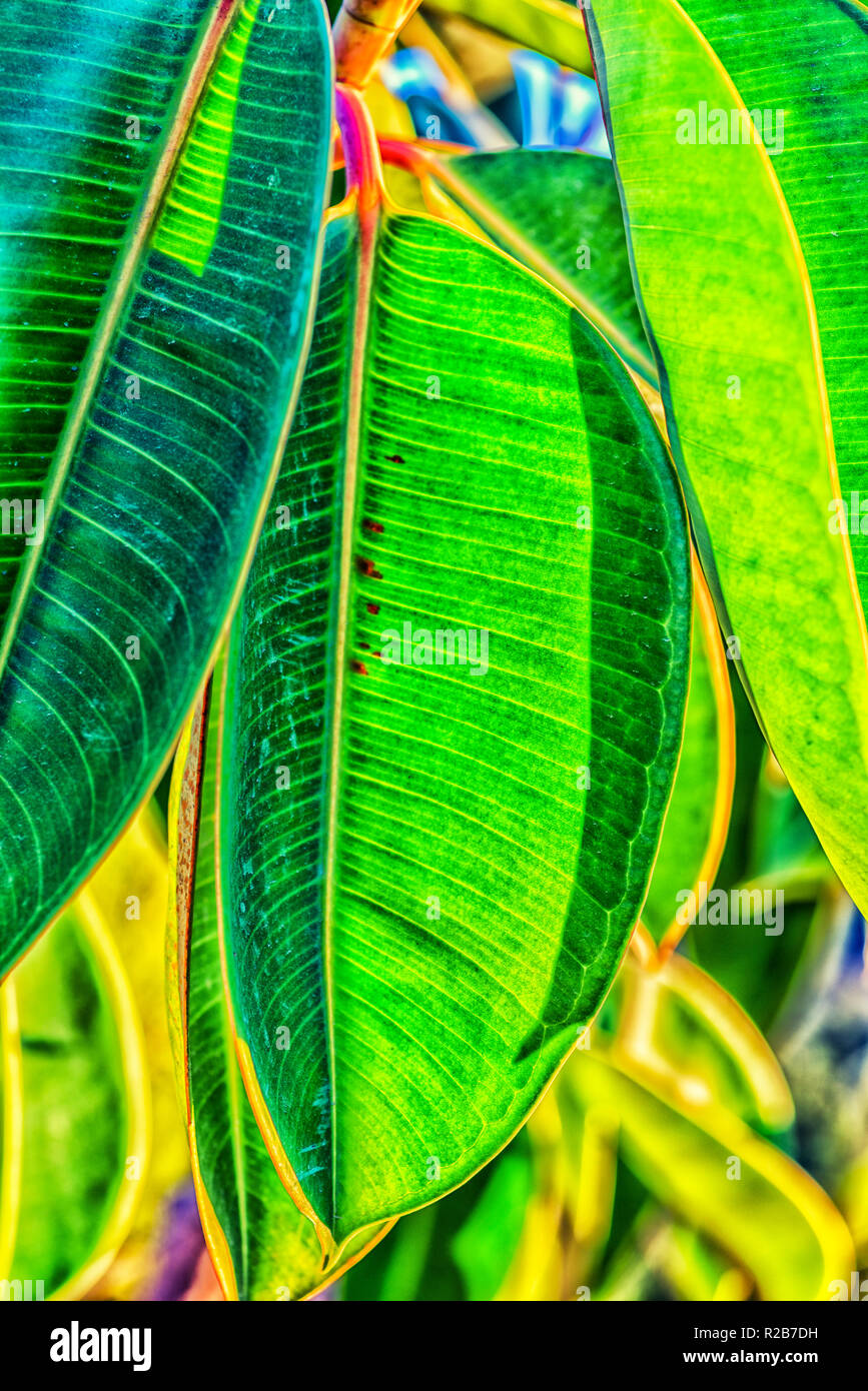 Saturated color hi-res stock photography and images - Alamy