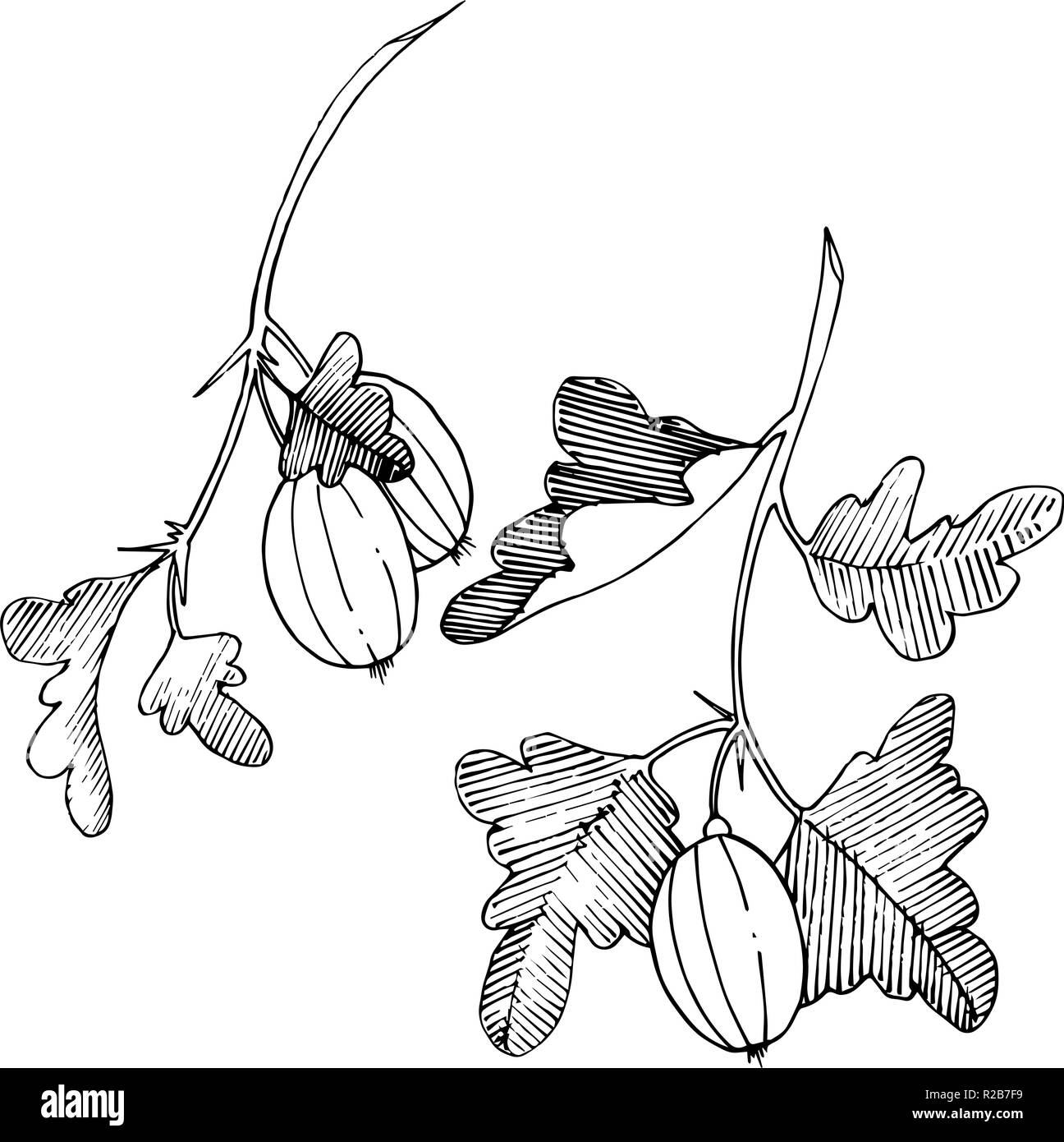 Gooseberry tree Black and White Stock Photos & Images - Alamy