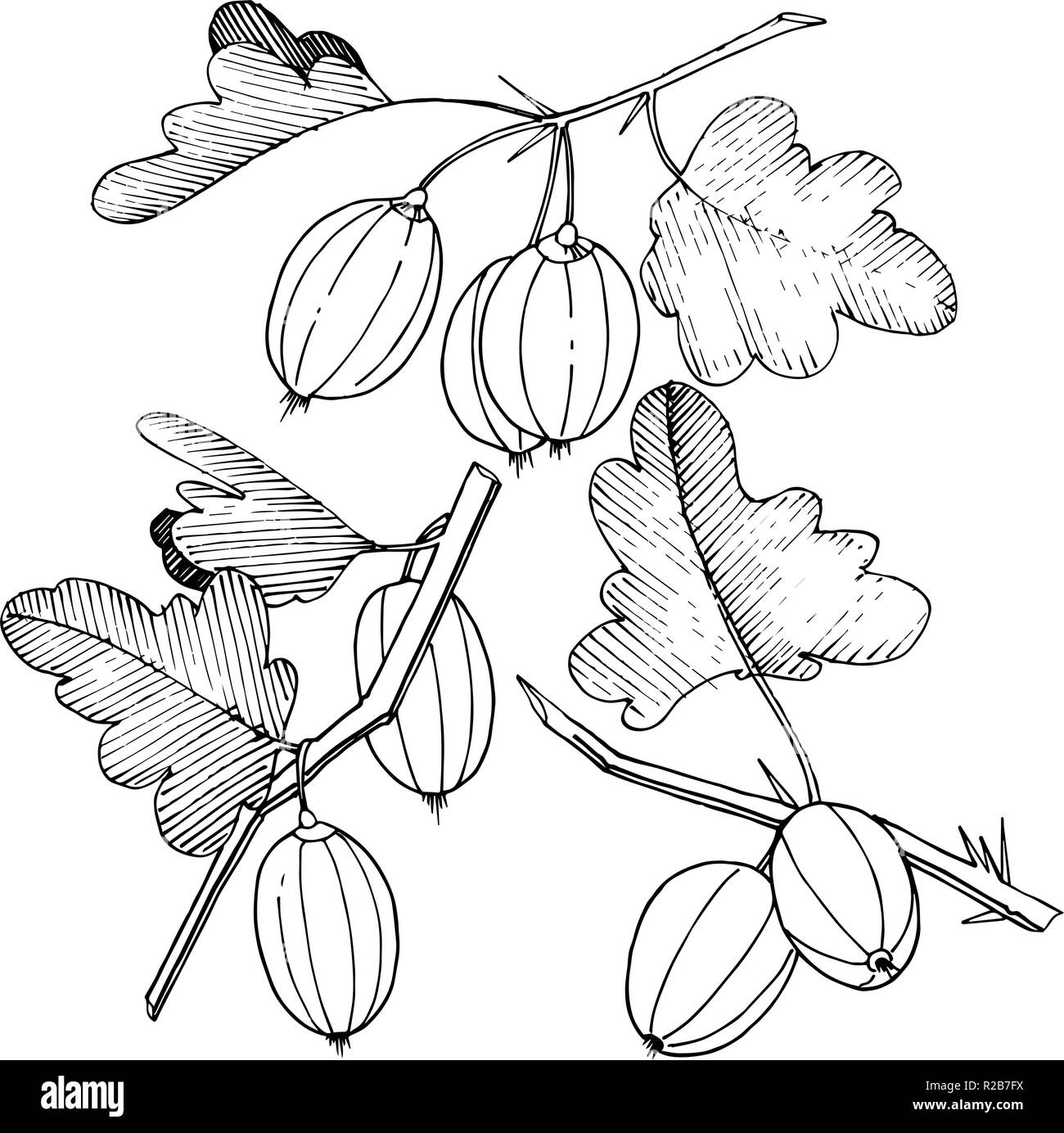 Gooseberry tree Black and White Stock Photos & Images - Alamy