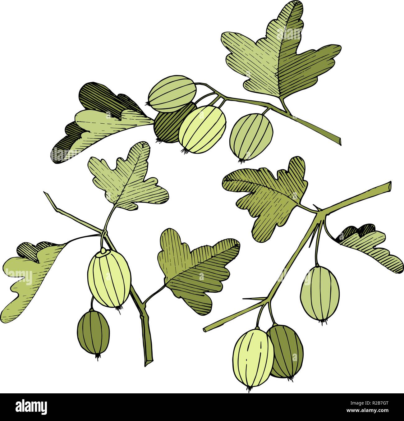 Vector. Black and white engraved ink art. Isolated gooseberry il Stock ...