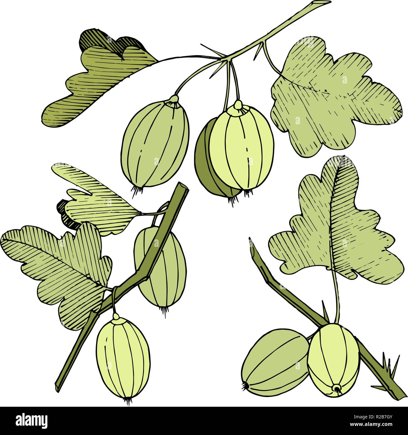 Vector. Black and white engraved ink art. Isolated gooseberry il Stock ...