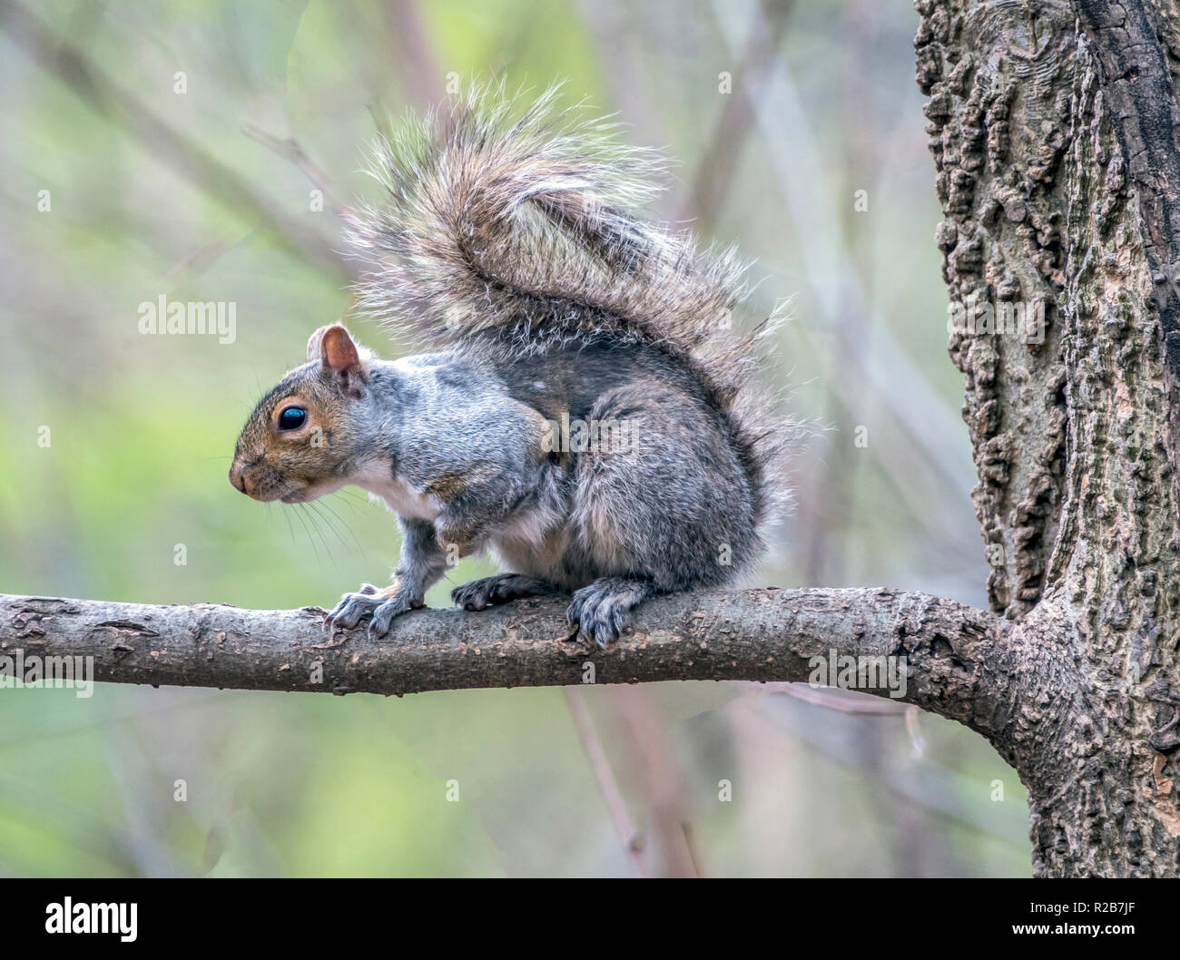 Sciurus carolinensis, common name eastern gray squirrel Stock Photo - Alamy