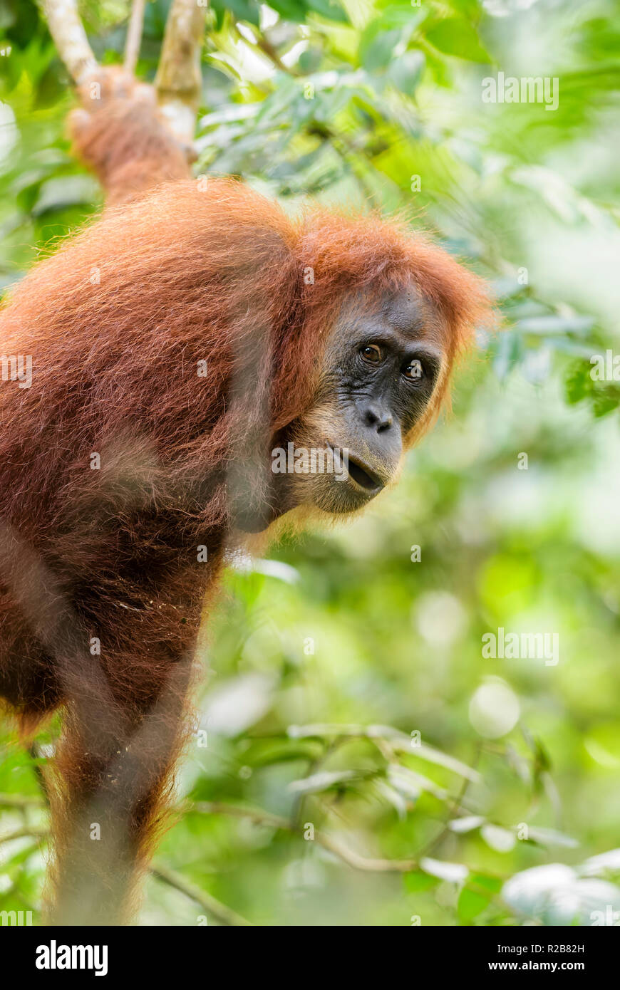 Sumatran Orang-utan - Pongo abelii, hominid primate from Sumatran ...