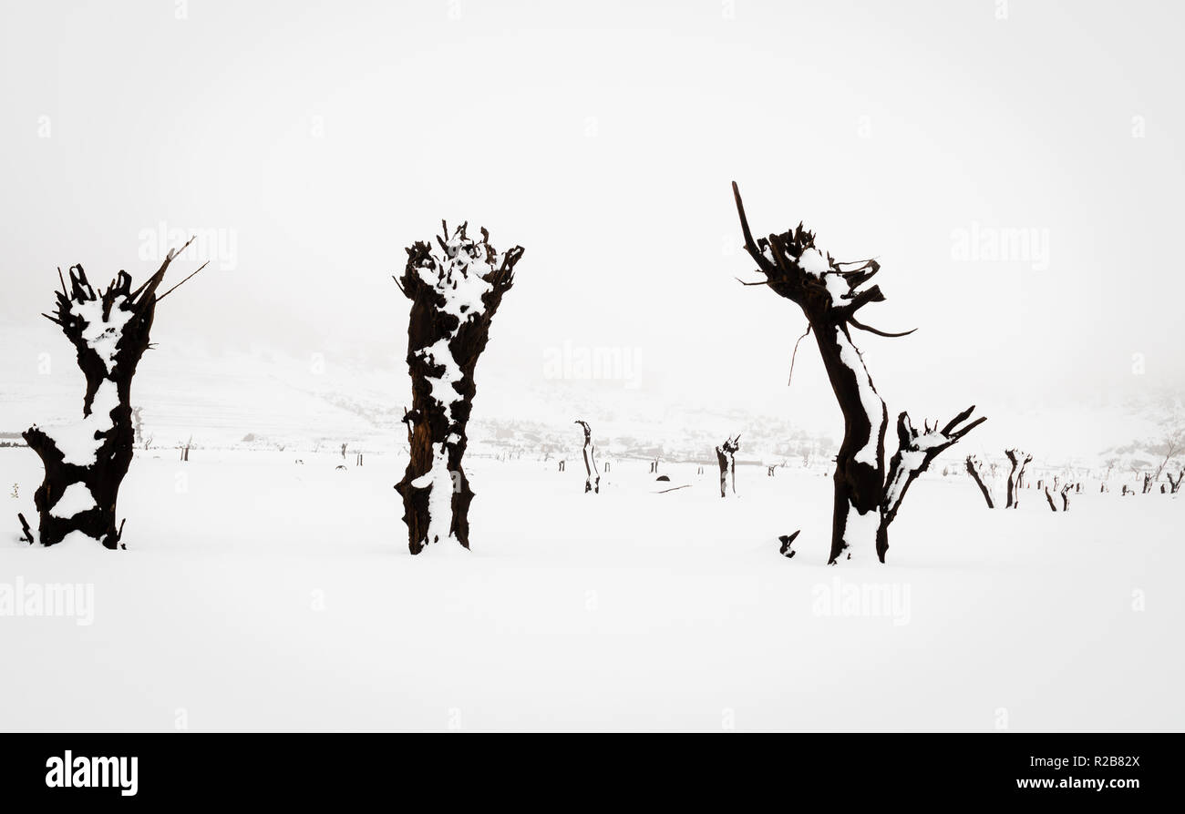 Dead trees covered with snow, located in the dry bed of the Luna ...