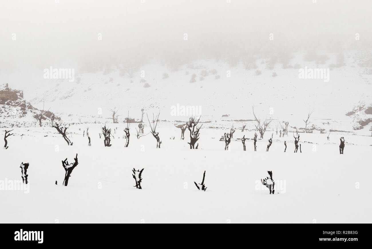 Dead tree silhouette and beautiful landscape trees silhouette hi-res ...