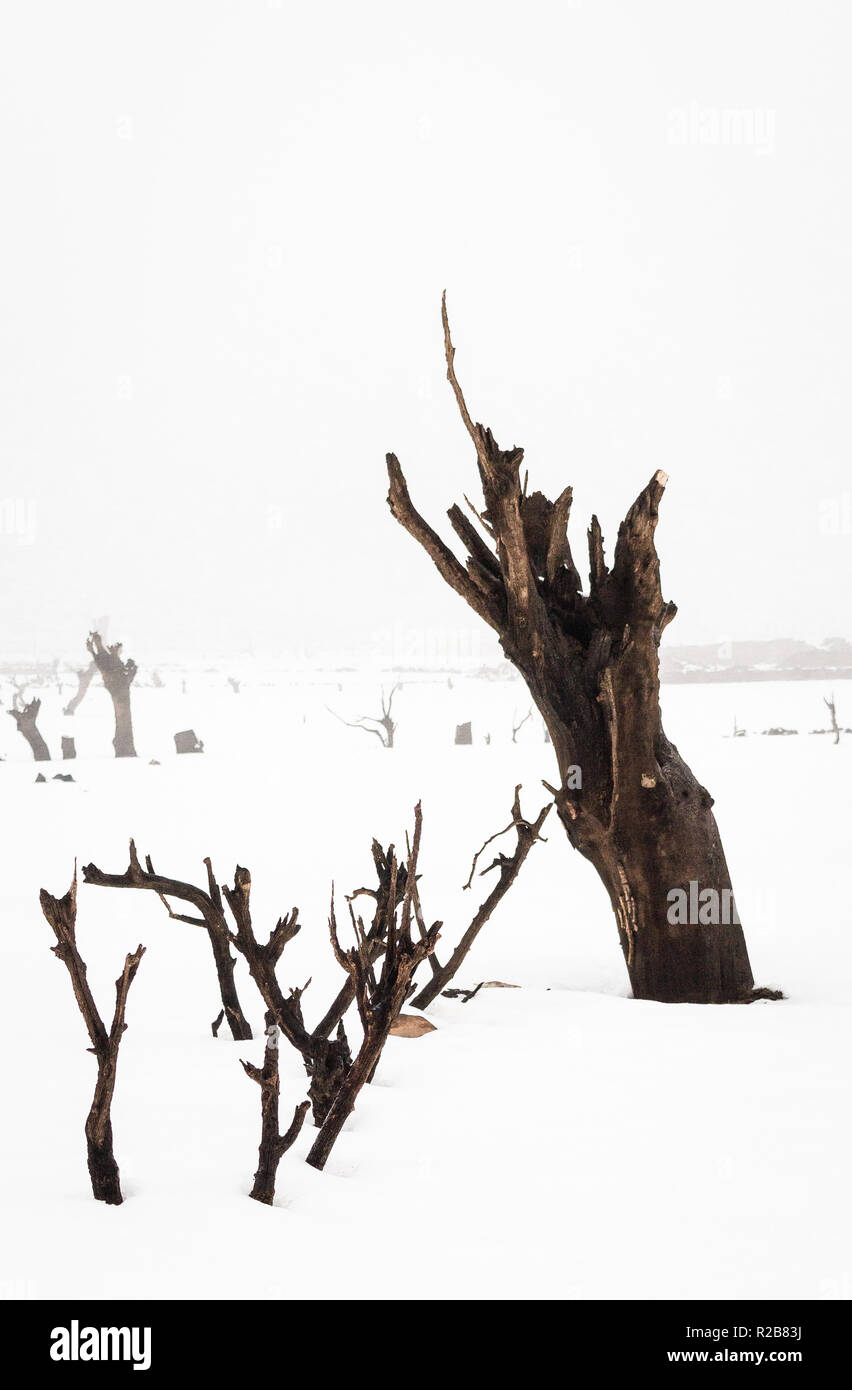 Dead tree silhouette and beautiful landscape trees silhouette hi-res ...
