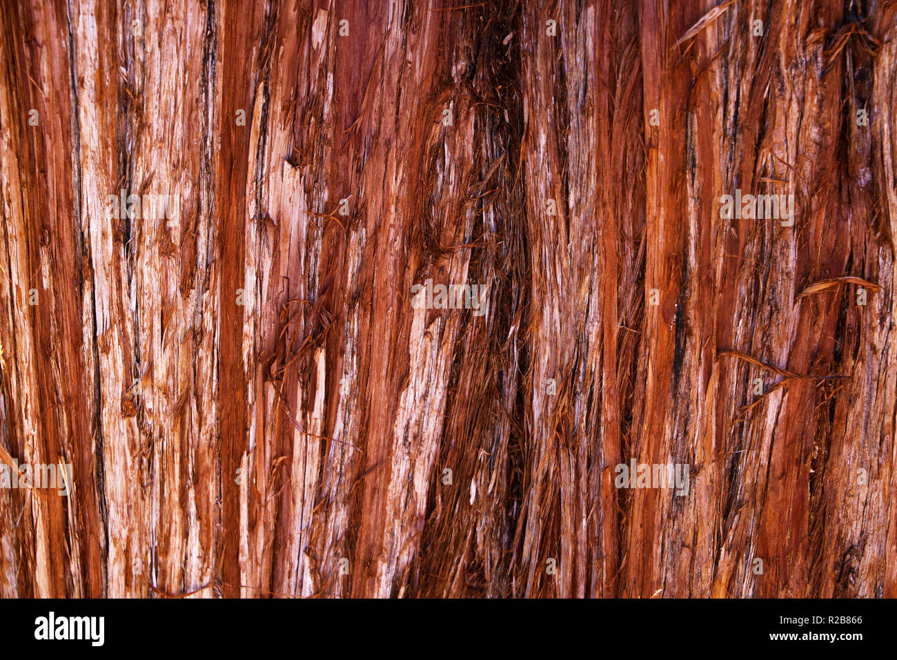 Redwood bark hi-res stock photography and images - Alamy