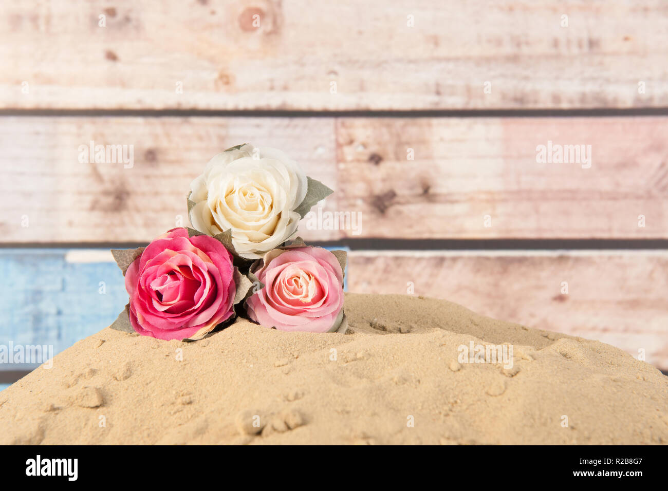 Pink and white roses in sand Stock Photo - Alamy