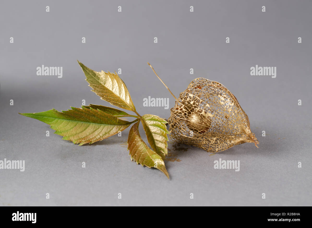 Macro photo of physalis skeleton painted in gold Stock Photo - Alamy
